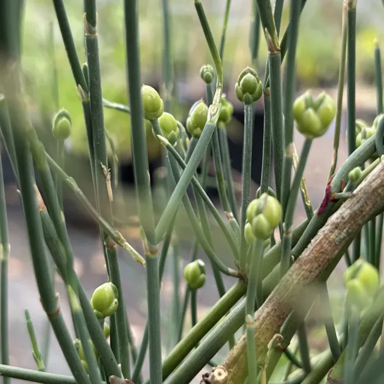 Discover the Health Benefits of Ephedra Gerardiana Ma Huang | Shaman ...