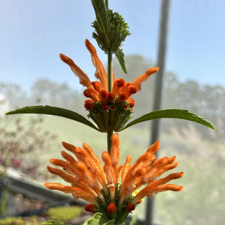 About Us | Shaman Australis Botanicals