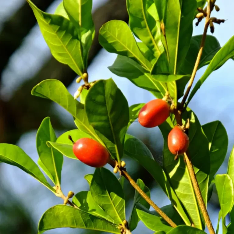 Piper Auritum Hoja Santa: A Sacred Plant for Spiritual Rituals | Shaman ...