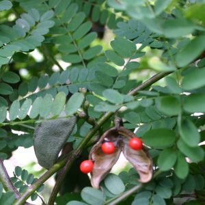 Abrus Precatorius (Jequirity Bean) Seeds: Vine with Medicinal Uses ...