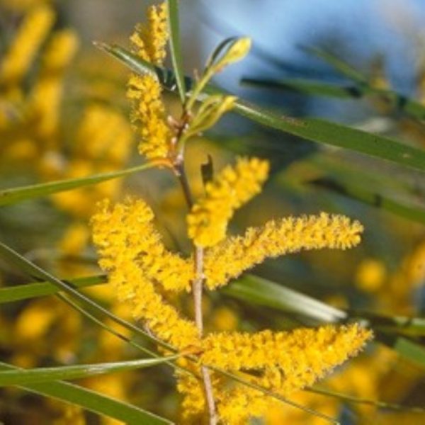 Acacia acuminata broad phyllode variant, Plant | Shaman Australis ...