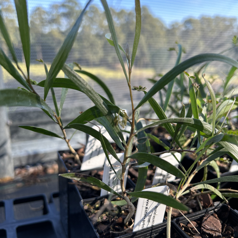Acacia acuminata broad phyllode variant, Plant | Shaman Australis ...