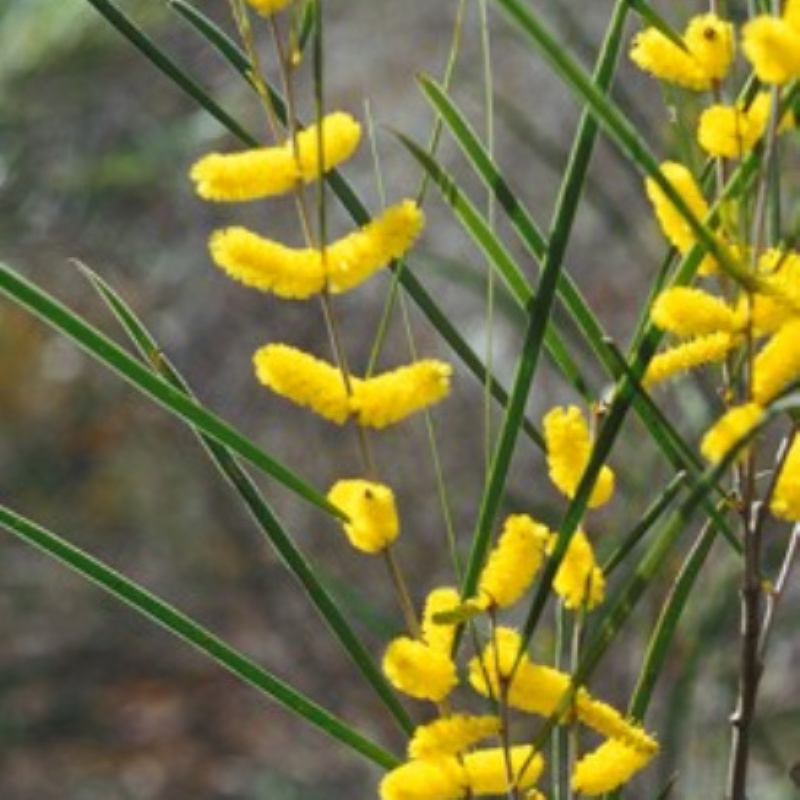 Acacia acuminata, Narrow phyllode variant, Plant | Shaman Australis ...