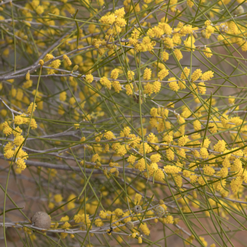 Acacia burkittii: A Stunning Small Shrub Endemic to Australia | Shaman ...