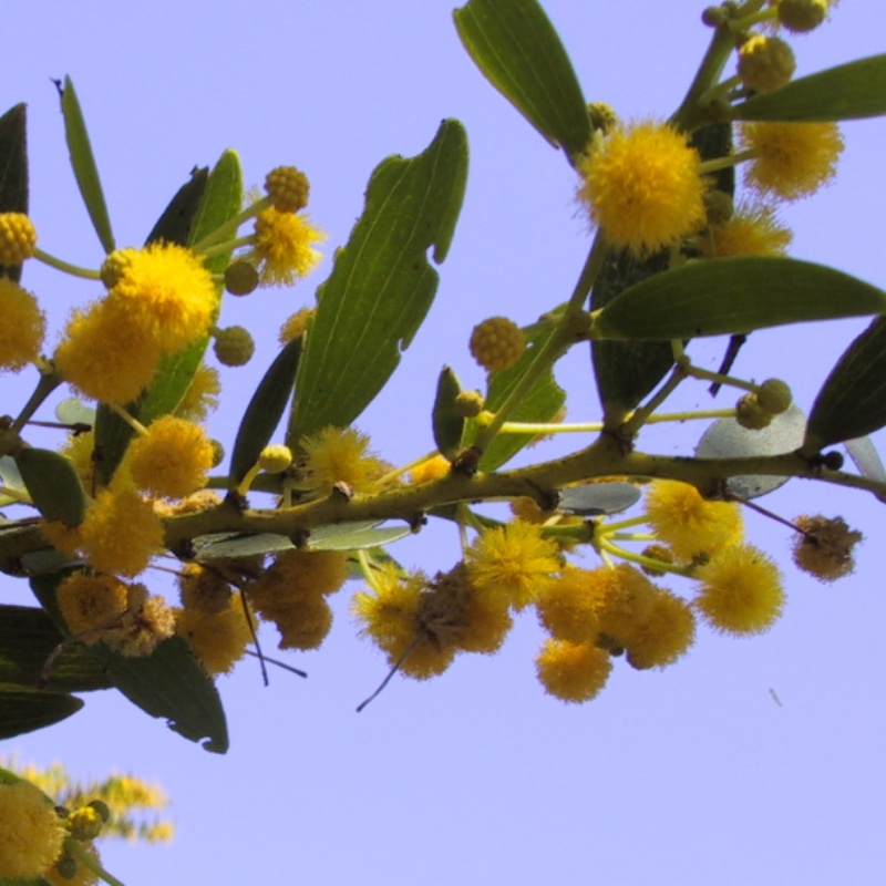 Acacia Complanata: Discover the Beauty of Flat-Stemmed Wattle