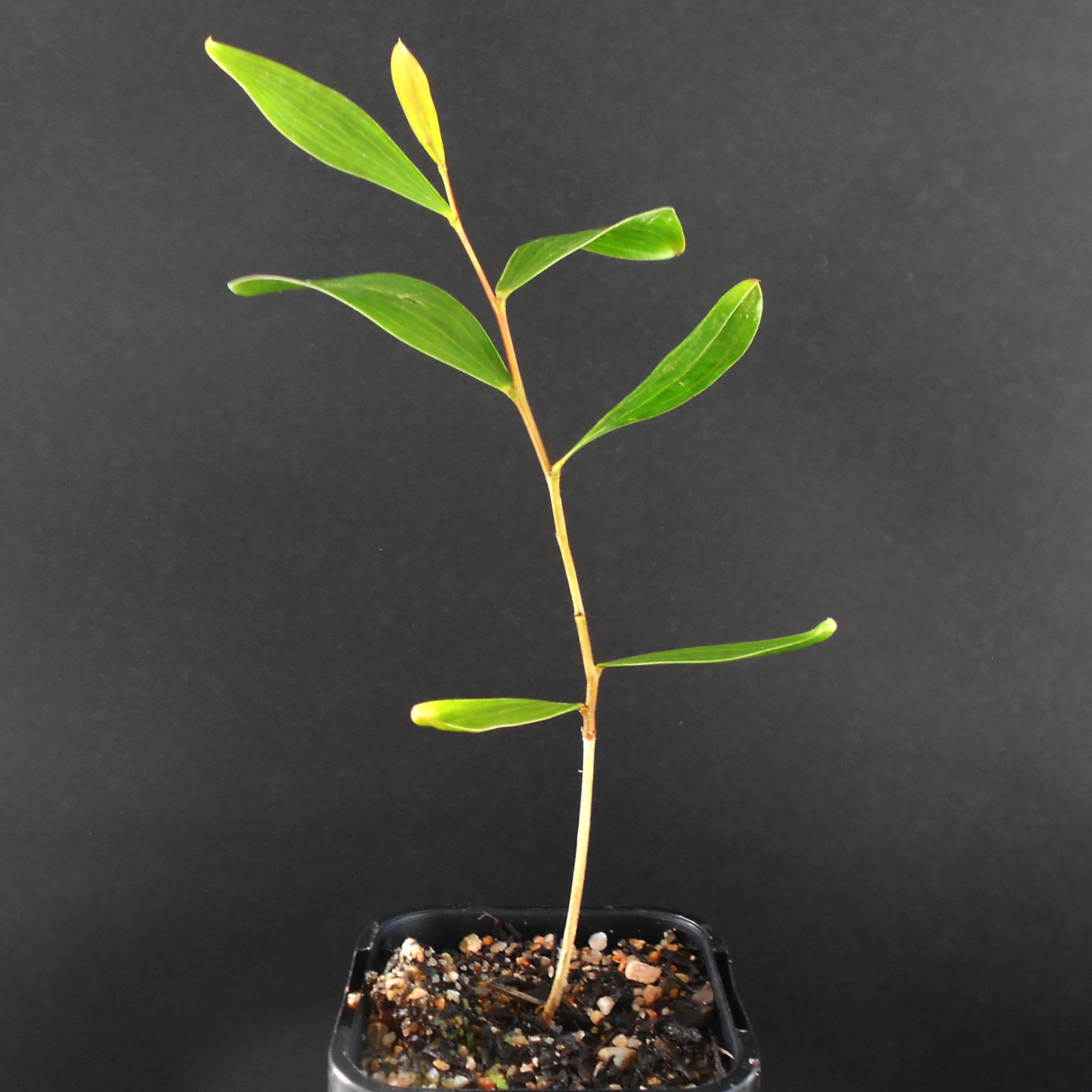 Acacia confusa (Formosa Wattle): Rich in Tryptamine Alkaloids | Shaman ...