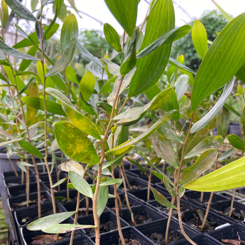 Acacia confusa (Formosa Wattle): Rich in Tryptamine Alkaloids | Shaman ...