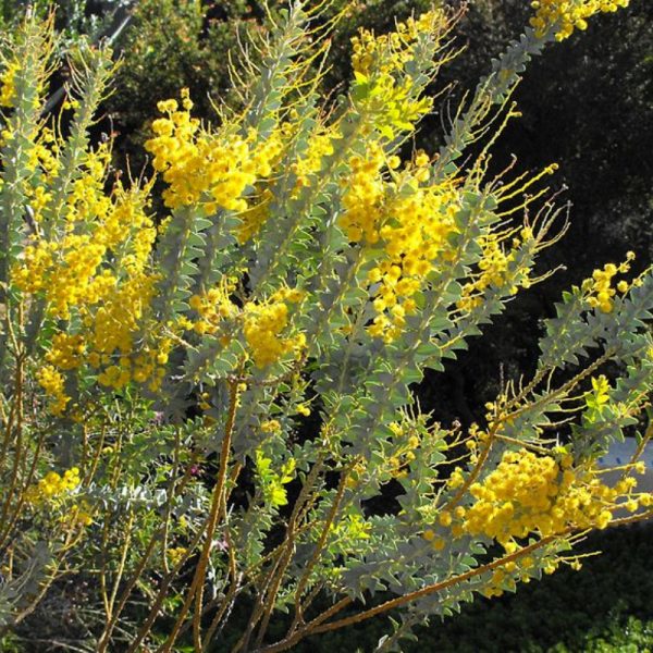 Acacia cultriformis: Ideal for Cut Flowers and Landscaping | Shaman ...