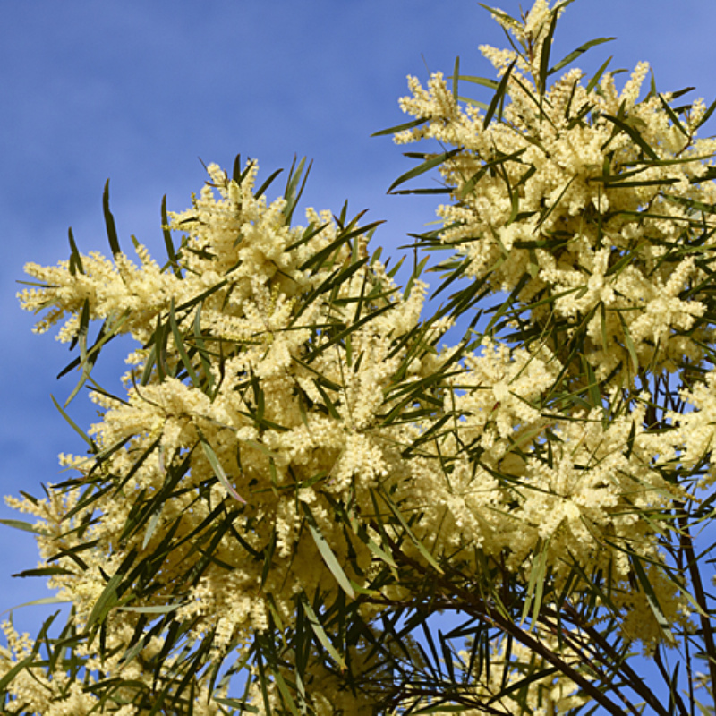Acacia Floribunda: Attractive Cream-Coloured Flowers | Shaman Australis ...