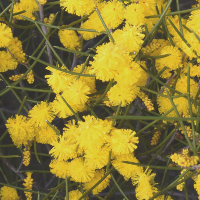 Acacia multispicata (Spiked Wattle) 40 Seeds | Shaman Australis Botanicals