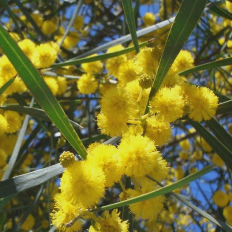 Acacia obtecta (Native Acacia) 20 Seeds | Shaman Australis Botanicals