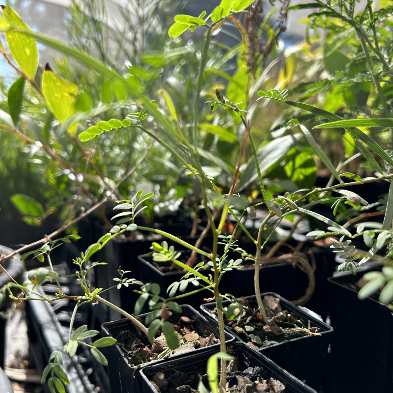 Acacia pendula (Weeping Myall) 40 Seeds | Shaman Australis Botanicals