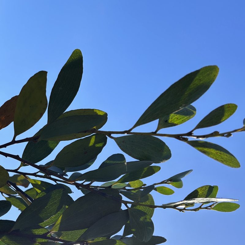 Acacia Phlebophylla: Rare Native Australian Plant | Shaman Australis ...