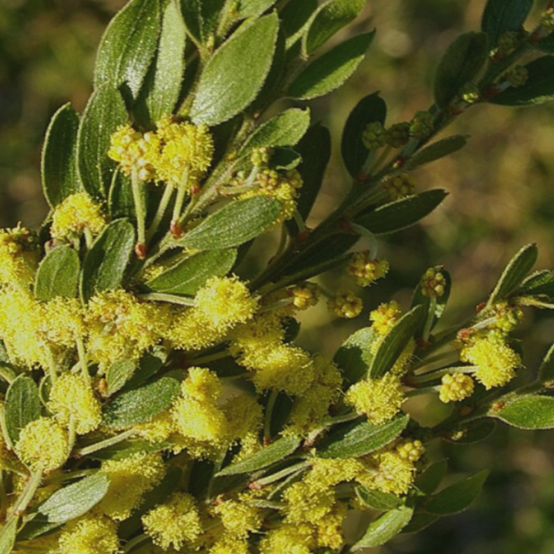 Acacia vestita (The Hairy Wattle) 40 Seeds | Shaman Australis Botanicals