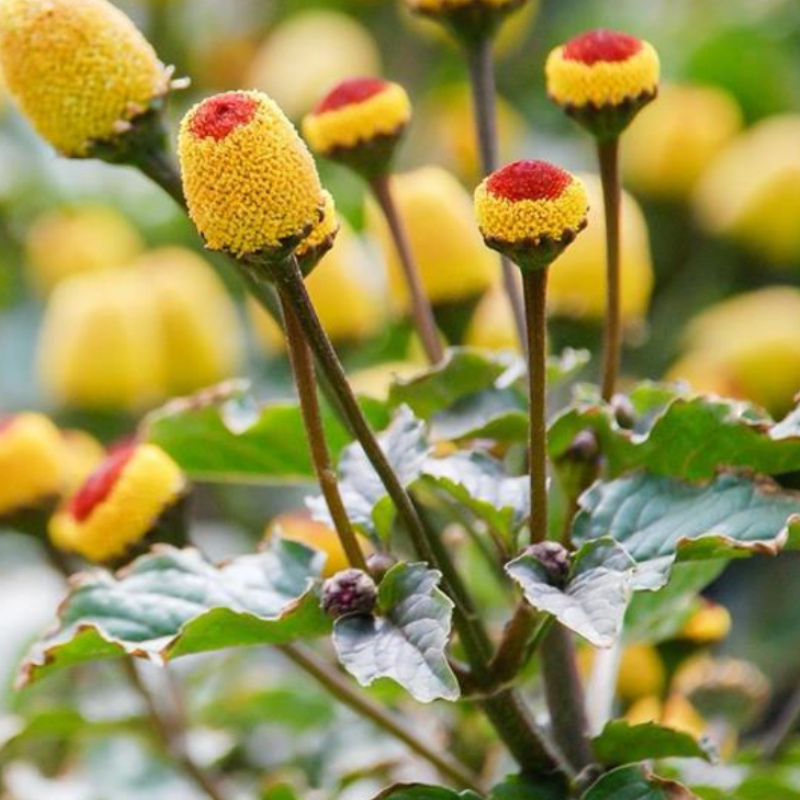 Acmella oleracea Plant: Discover the Benefits of Toothache Plant ...