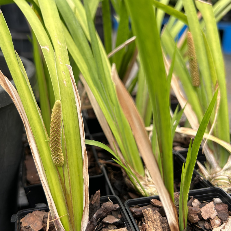 Acorus Calamus: Enhance Your Pond Edge Elegantly | Shaman Australis ...