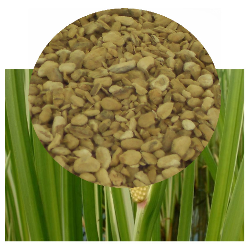 Acorus calamus (Sweet Flag) Dried Rhizome Pieces 80g | Shaman Australis ...