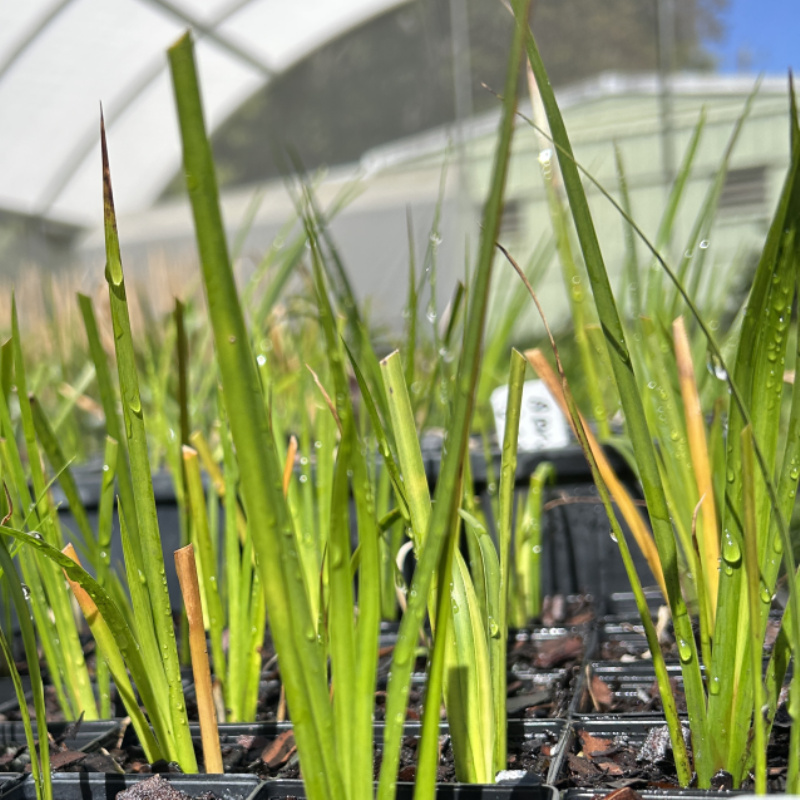 Acorus Gramineus: Dense Clumps for Aquatic Gardens | Shaman Australis ...