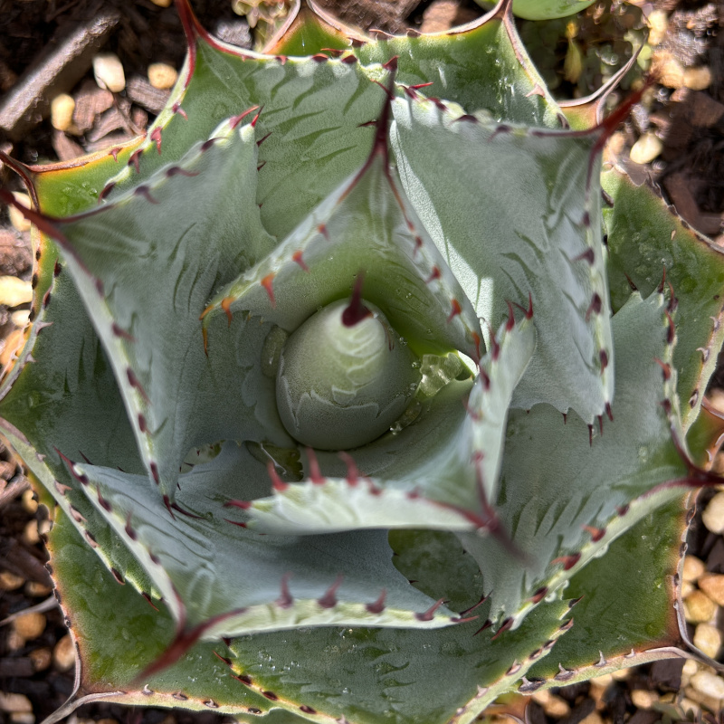 Agave Parryi: Unique Blue-Gray Succulent with Rosette Growth | Shaman ...