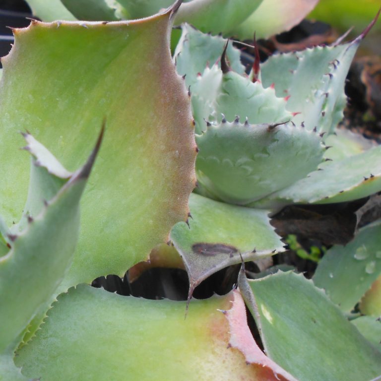 Agave Parryi: Unique Blue-Gray Succulent with Rosette Growth | Shaman ...