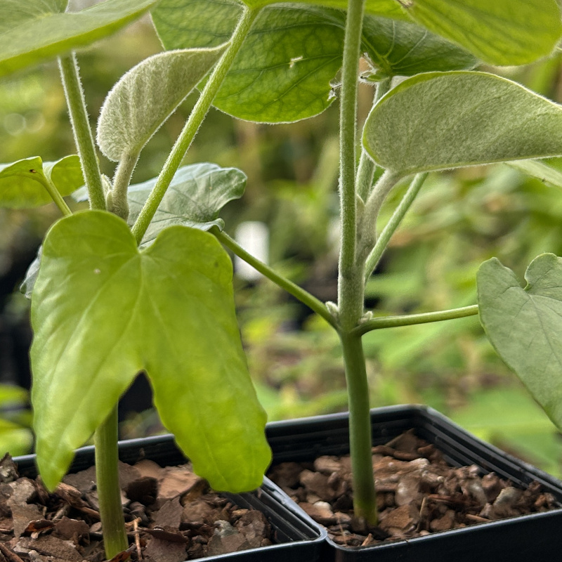 Argyreia nervosa HBWR Seed: Enhance Your Botanical Collection | Shaman ...