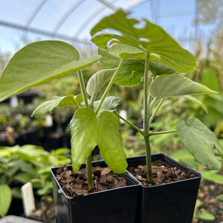 Argyreia nervosa HBWR Seed: Enhance Your Botanical Collection | Shaman ...