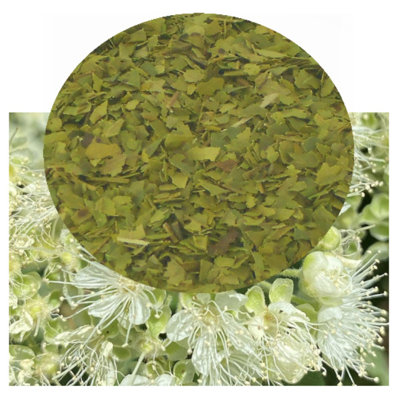 Backhousia citriodora (Lemon Myrtle) Dried Leaf | Shaman Australis ...