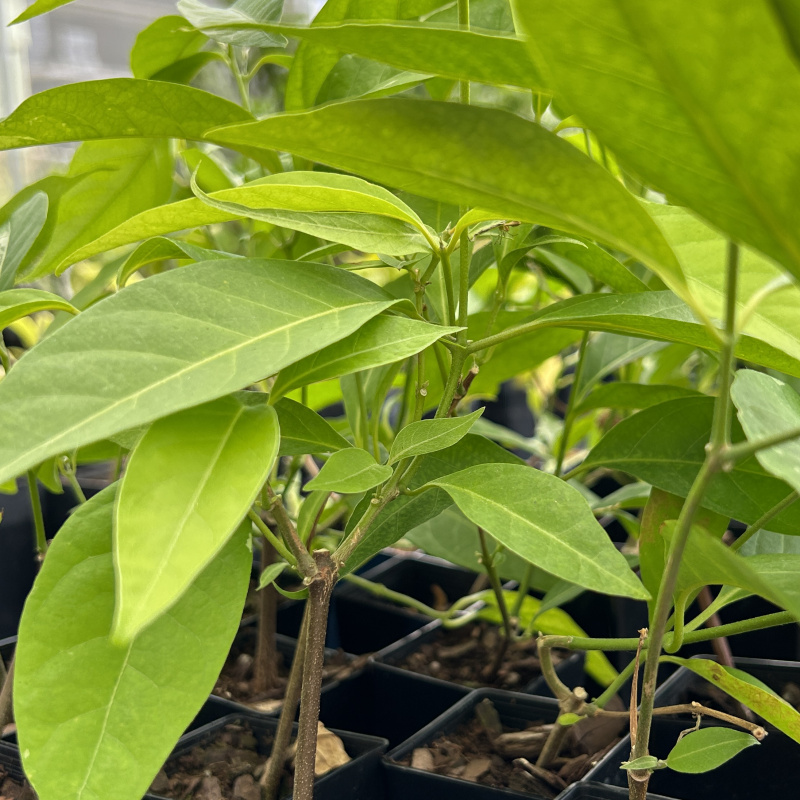 Knotted Ayahuasca Vine: A Unique Variety of Banisteriopsis Caapi ...
