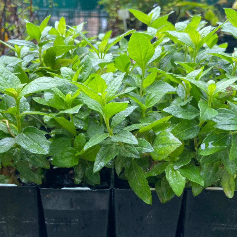 Calea Zacatechichi: Discover the Power of Mexican Dream Herb | Shaman ...