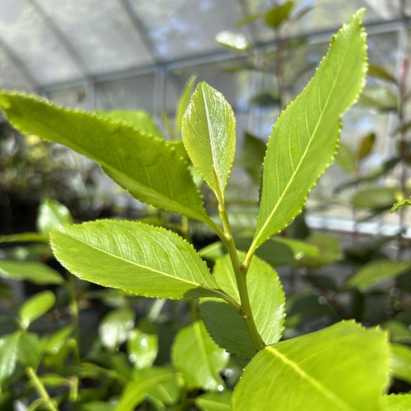 Catha edulis f. pink: A Guide to Cultivating and Growing Khat | Shaman ...