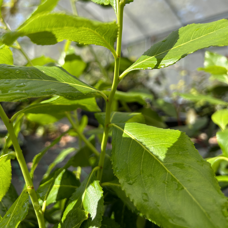 Explore the Catha edulis Green Strain: Origins and Traits | Shaman ...