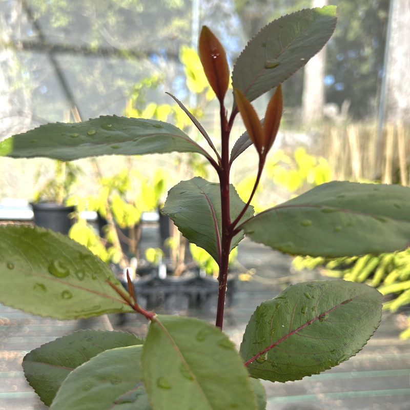 Catha edulis f. pink: A Guide to Cultivating and Growing Khat | Shaman ...