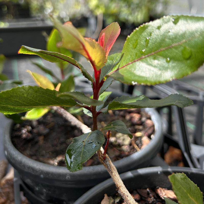 Catha edulis f. Red: The Origins and Cultivation of Khat | Shaman ...