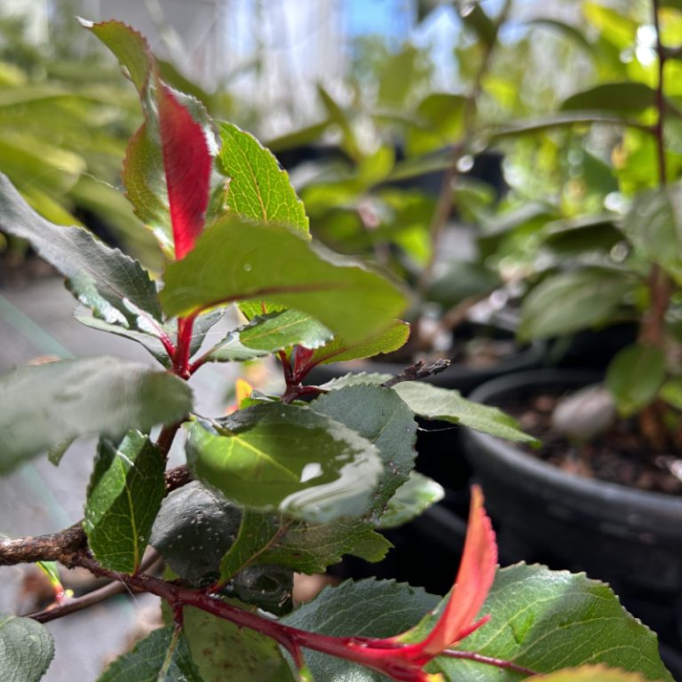 Catha edulis f. Red: The Origins and Cultivation of Khat | Shaman ...