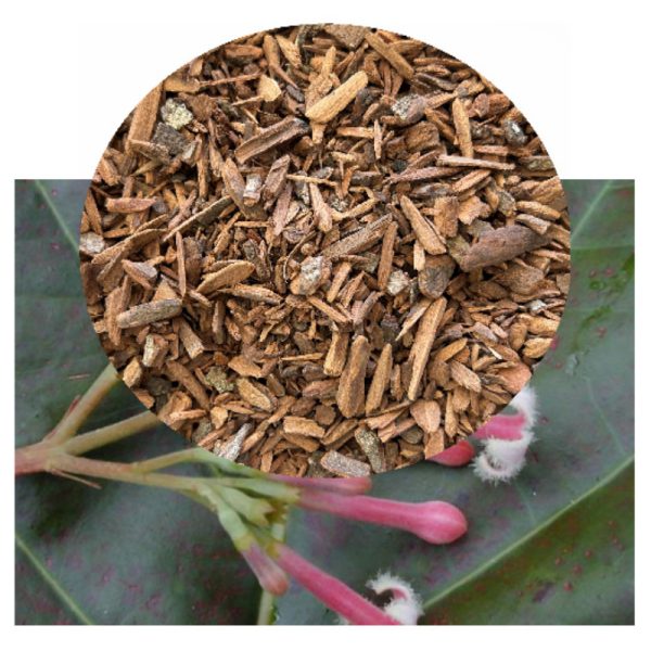 Cinchona Bark: Essential Ingredient in Tonic Water | Shaman Australis ...