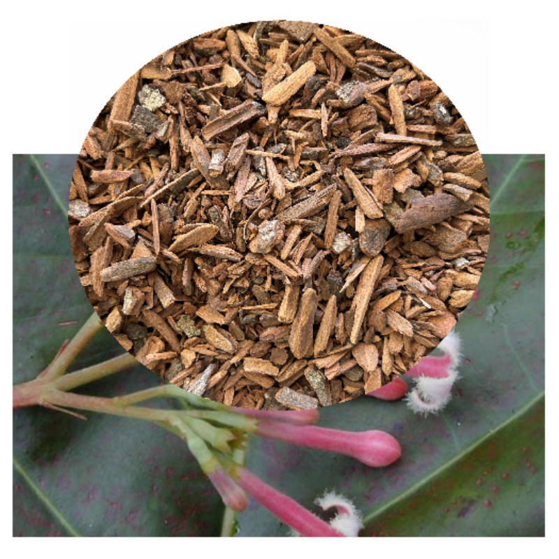 Cinchona Bark: Essential Ingredient in Tonic Water | Shaman Australis ...