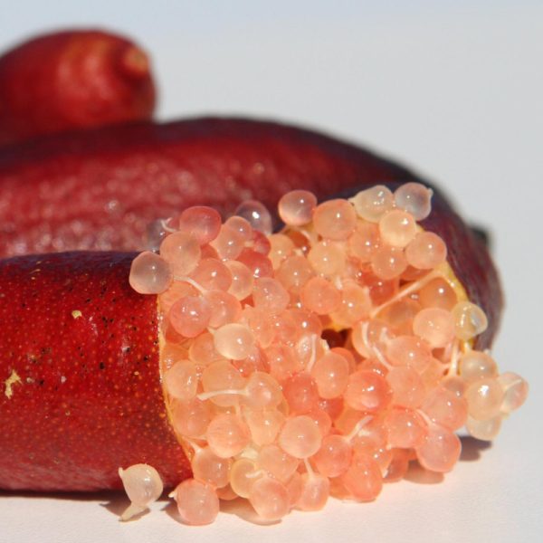 Red Champagne Finger Lime: Native Citrus with Vibrant Colors | Shaman ...