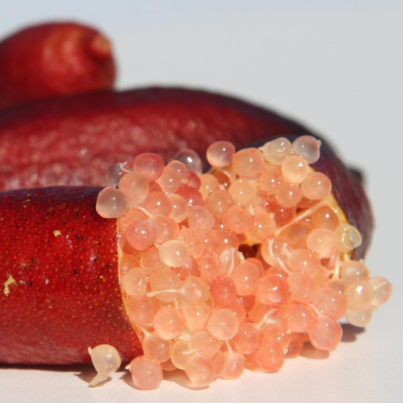 Red Champagne Finger Lime: Native Citrus with Vibrant Colors | Shaman ...