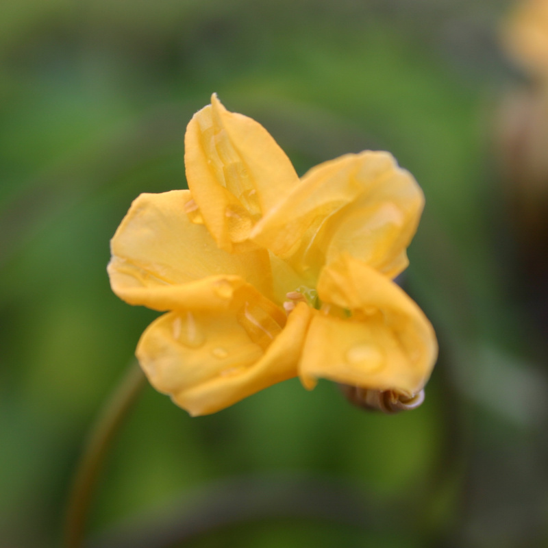 Distimake tuberosus (Large Woodrose) 4 Seeds | Shaman Australis Botanicals