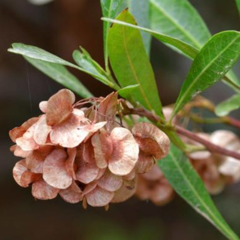 Dodonaea viscosa ssp. angustifolia (Hopbush) 40 Seeds | Shaman ...