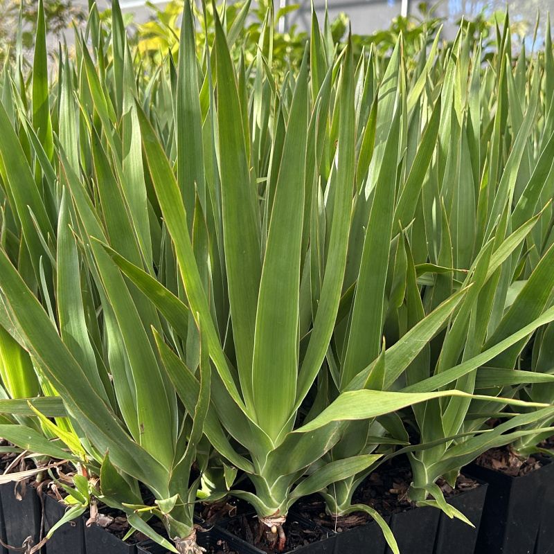 Dracaena draco (Dragon Tree): A Beauty for Your Landscape | Shaman ...