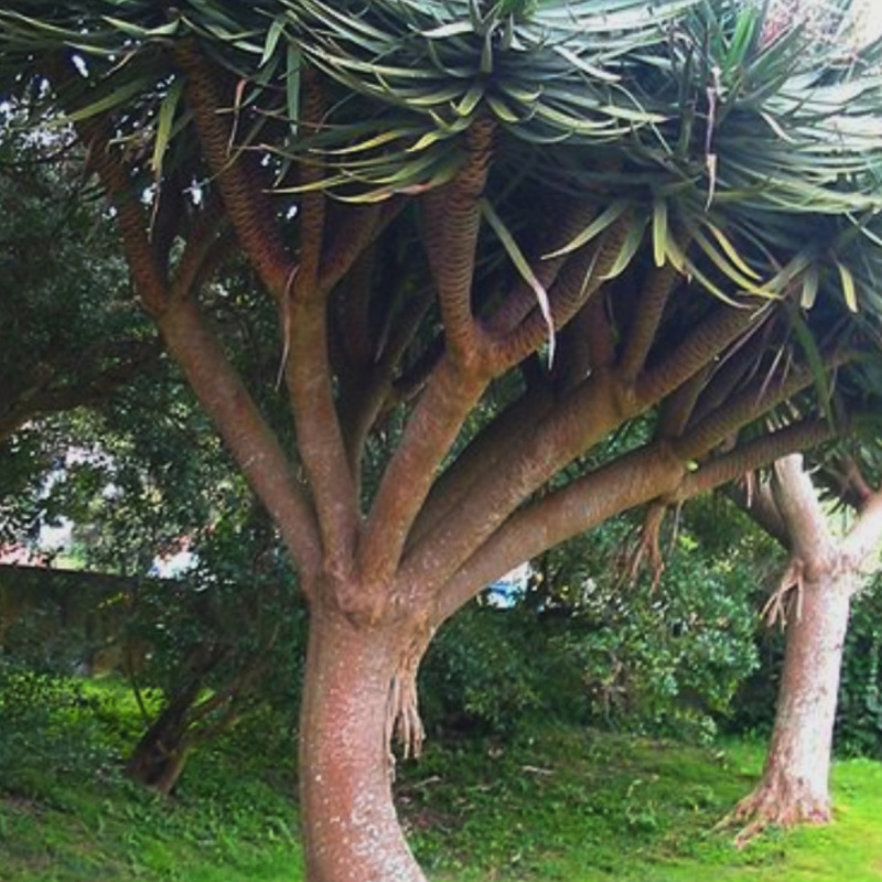 Dracaena draco (Canary Islands Dragon Tree) Plant | Shaman Australis ...