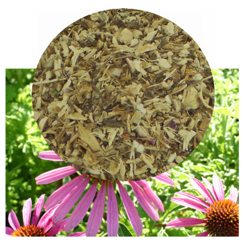 Echinacea Purpurea Dried Root for Immune System Support | Shaman ...