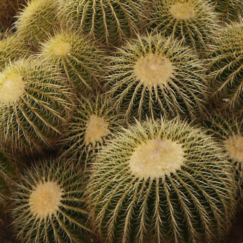 Echinocactus grusonii (Golden Barrel Cactus) 25 Seeds | Shaman ...