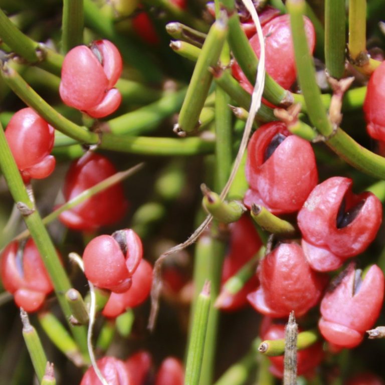 Discover the Health Benefits of Ephedra Gerardiana Ma Huang | Shaman ...
