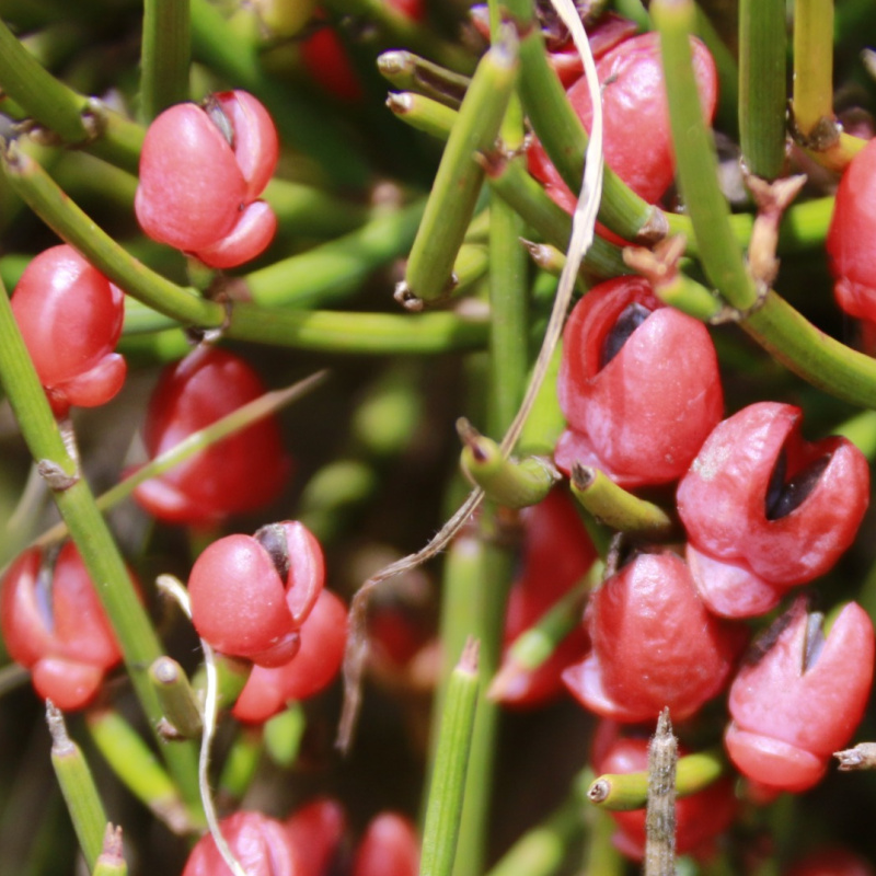 Discover the Health Benefits of Ephedra Gerardiana Ma Huang | Shaman Australis Botanicals