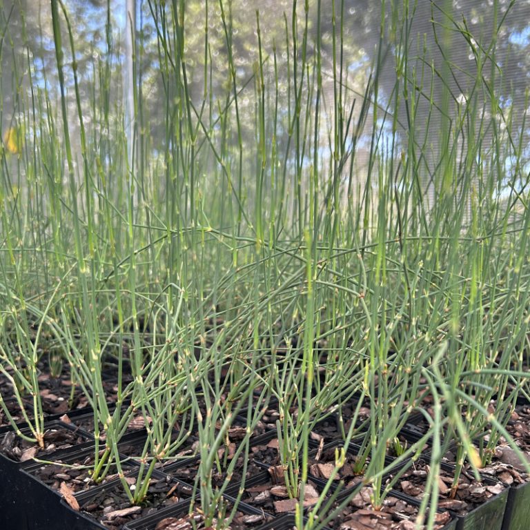 Discover the Health Benefits of Ephedra Gerardiana Ma Huang | Shaman ...