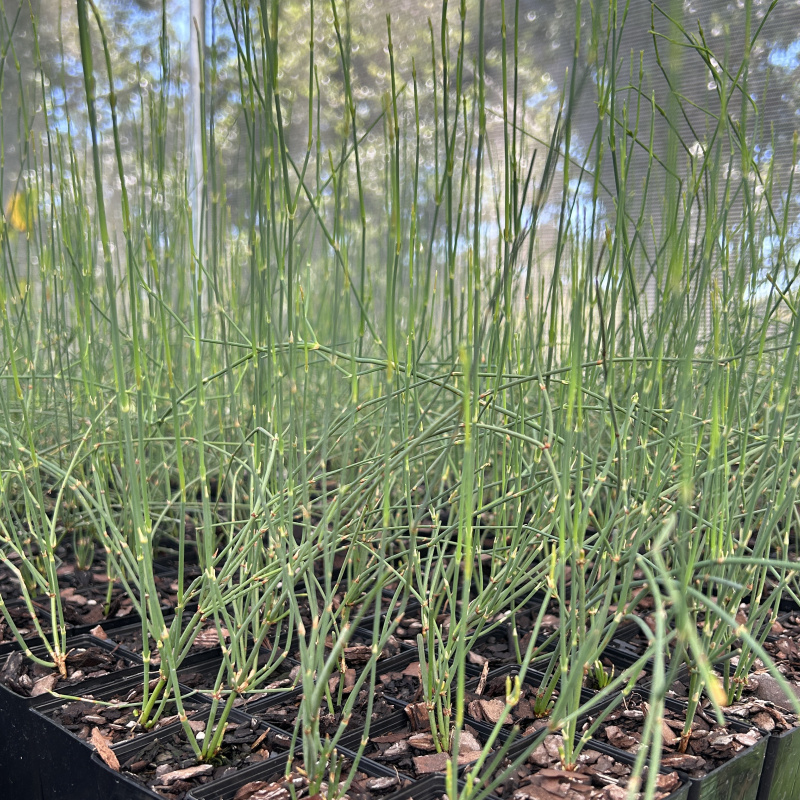 Discover the Health Benefits of Ephedra Gerardiana Ma Huang | Shaman ...