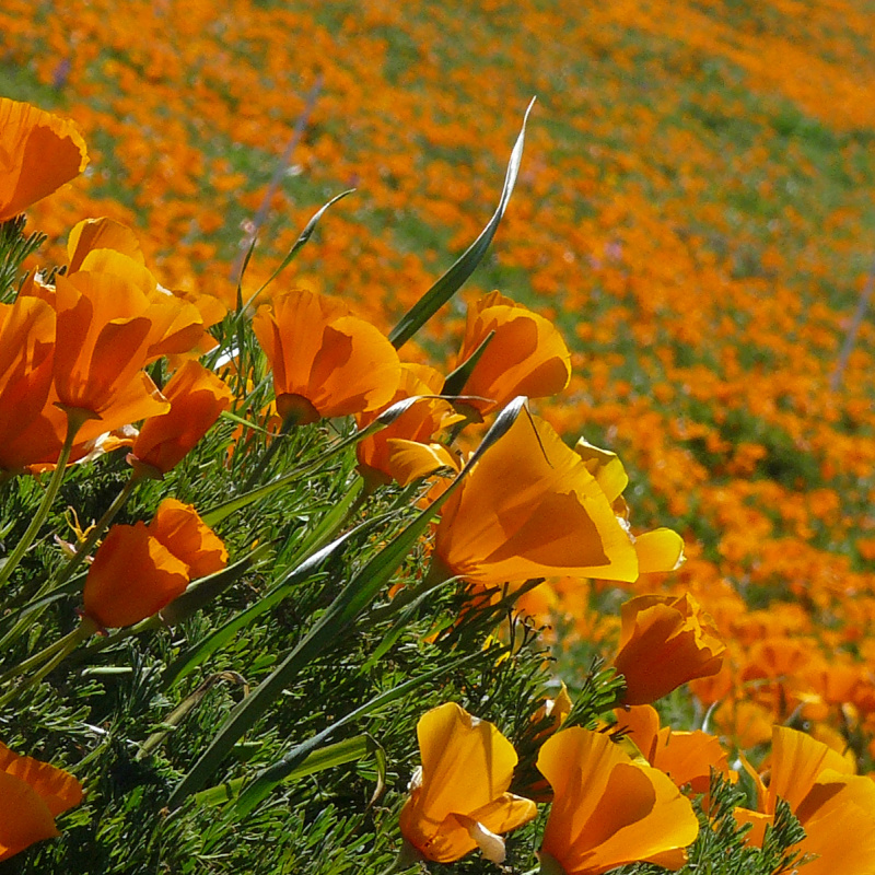 California Poppy ‘Aurantiaca Orange’: Gorgeous Orange Flowers | Shaman ...