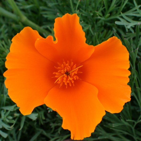 California Poppy ‘Aurantiaca Orange’: Gorgeous Orange Flowers | Shaman ...